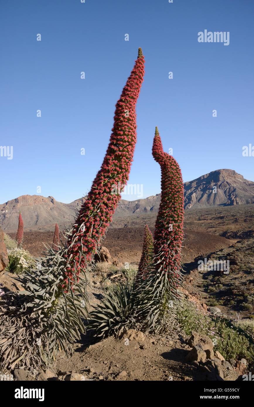 Three metre tall Mount Teide bugloss / Tower of jewels / Red Tajinaste ...