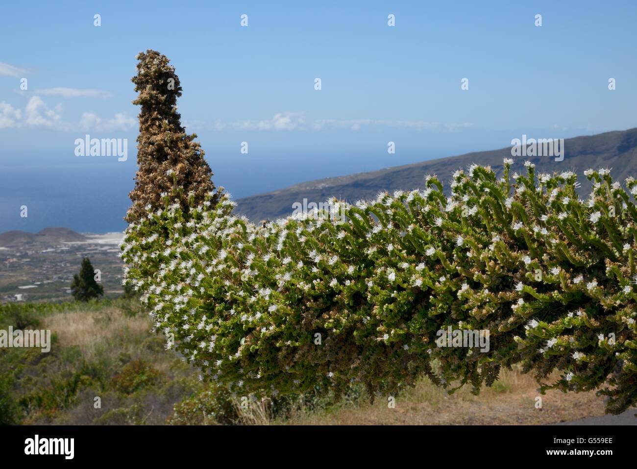 Macaronesia hi-res stock photography and images - Alamy