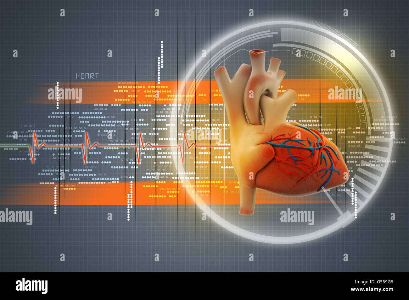 Real human heart hi-res stock photography and images - Alamy