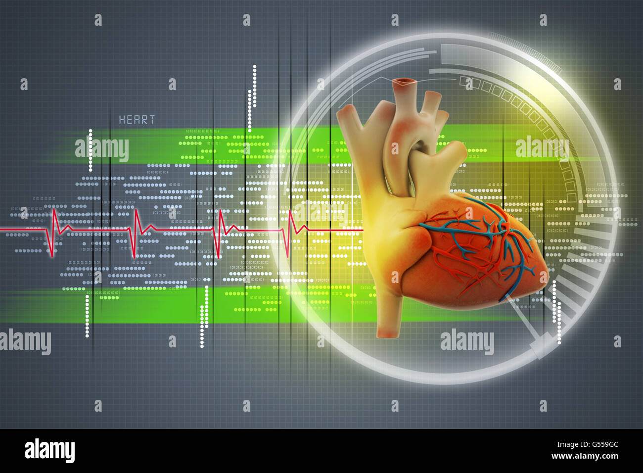 Human heart organ real hi-res stock photography and images - Alamy