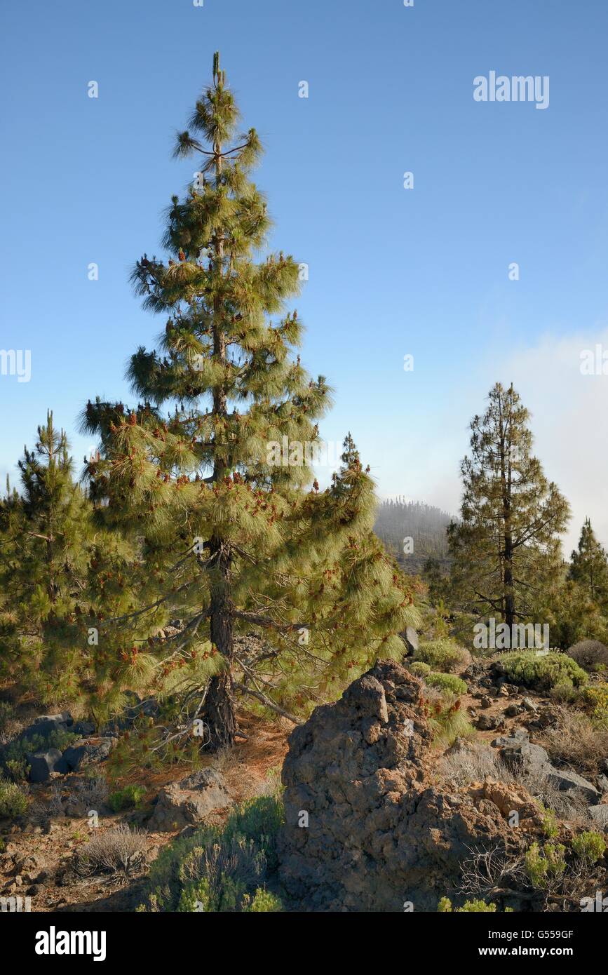 Canary island pines (Pinus canariensis), endemic to the Canaries ...