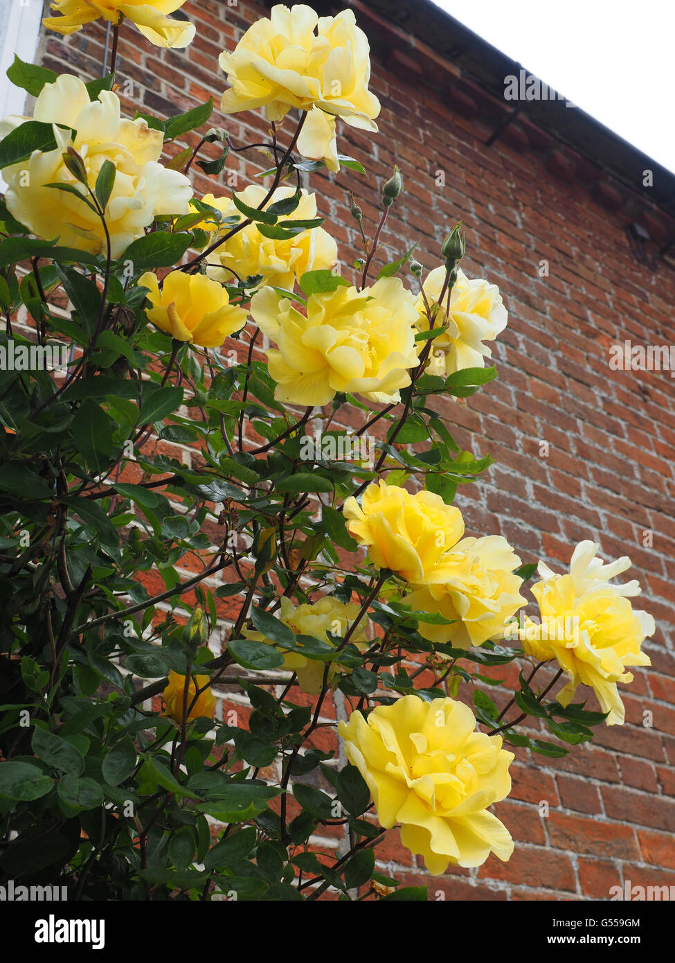 Yellow Rose Flowering against a Wall in Southwold Stock Photo - Alamy