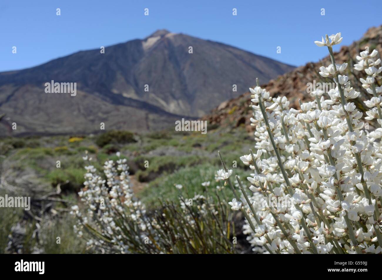 Spartocytisus supranubius hi-res stock photography and images - Alamy
