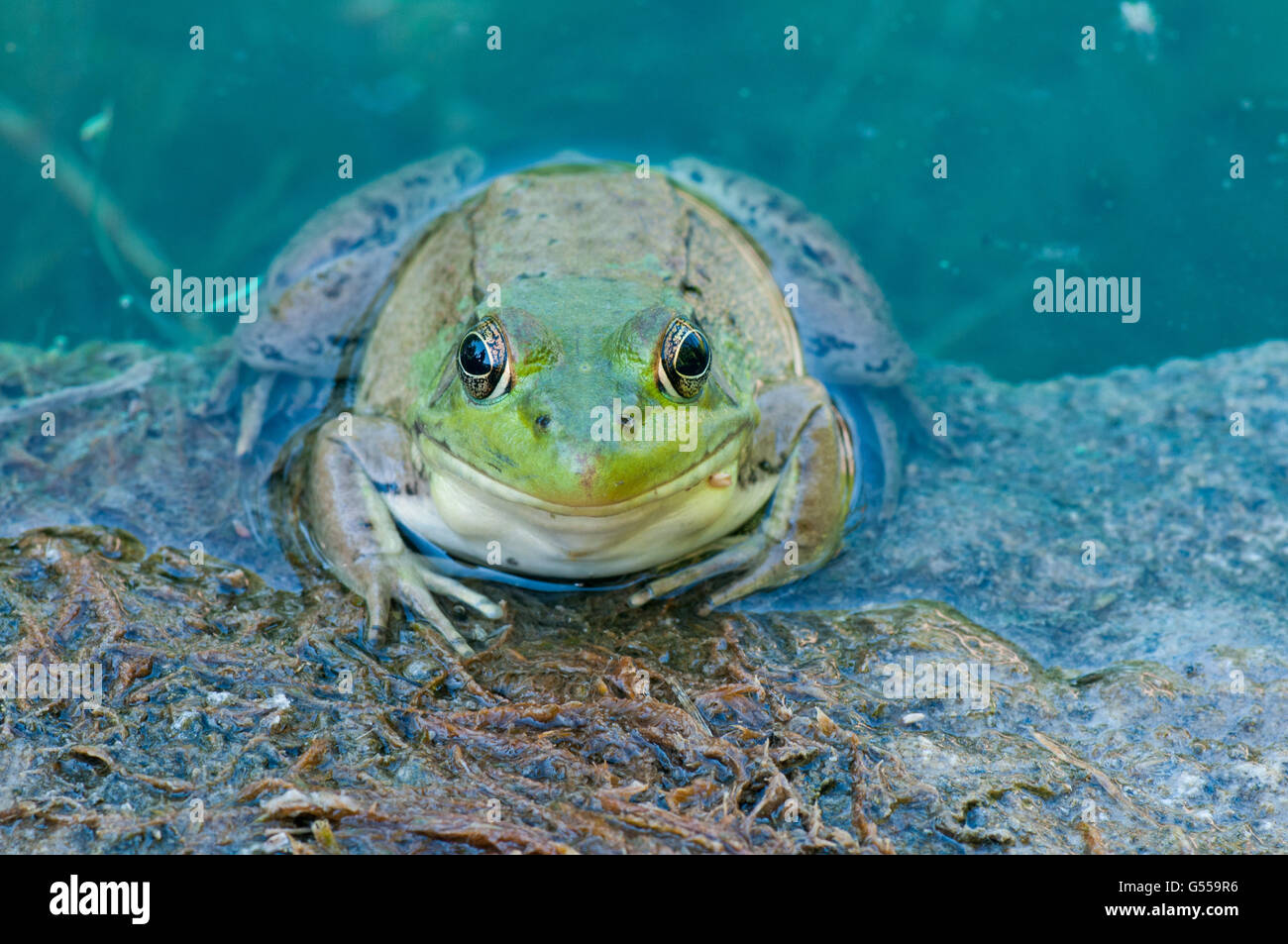 Bullfrog rock hi-res stock photography and images - Alamy