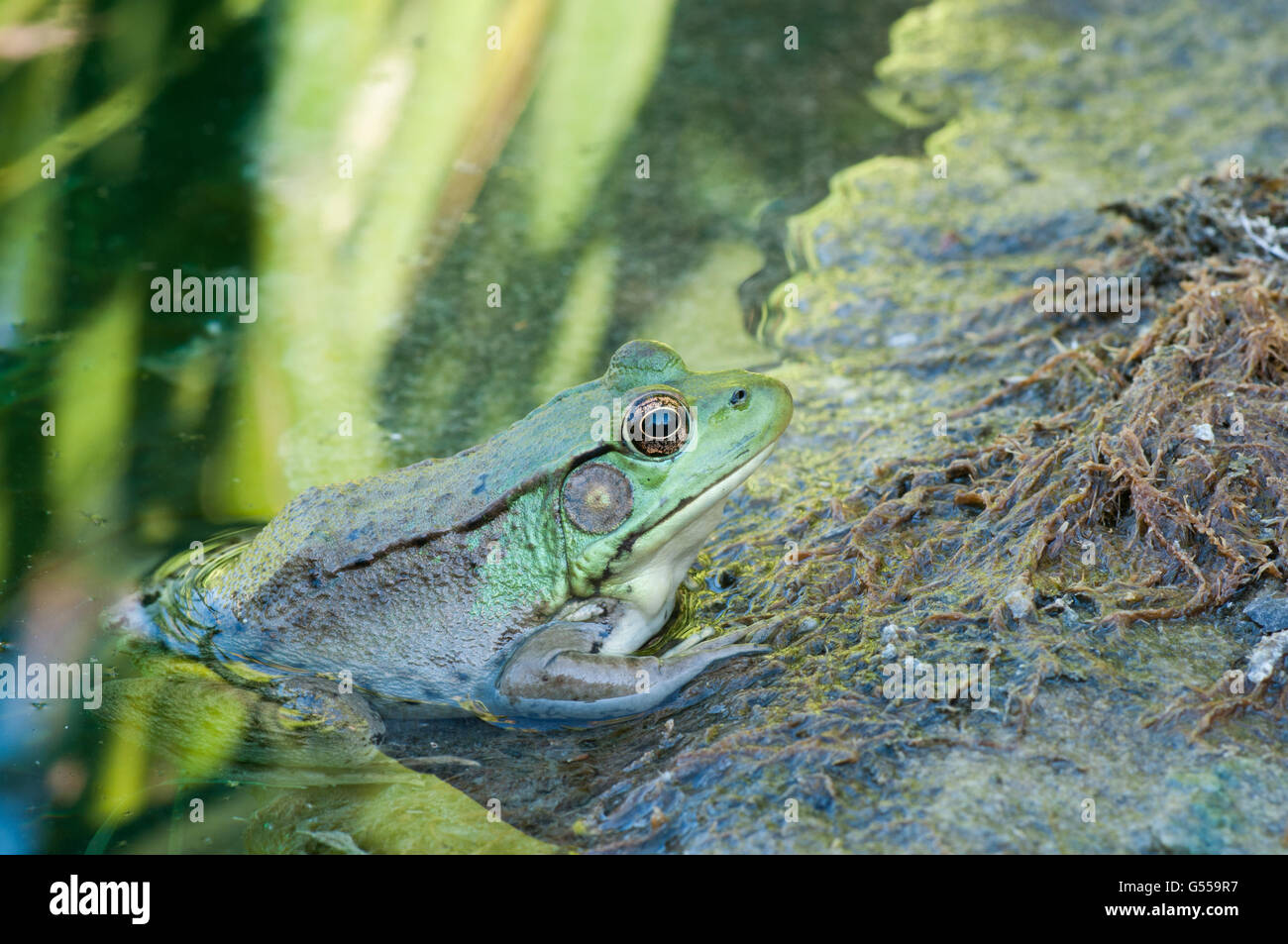 Bullfrog on a rock hi-res stock photography and images - Alamy