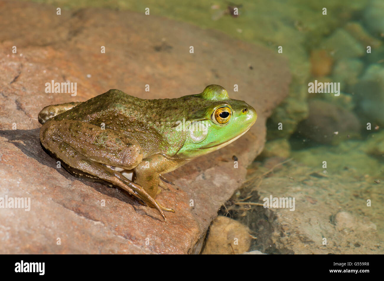 Bullfrog sitting on a rock in a swamp Stock Photo - Alamy