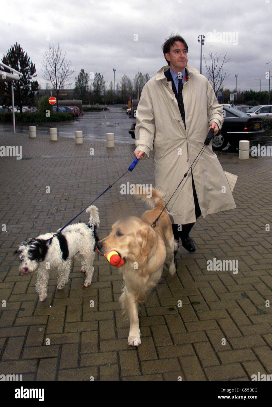 Northern Ireland Secretary Peter Mandelson with his dogs Jack and ...