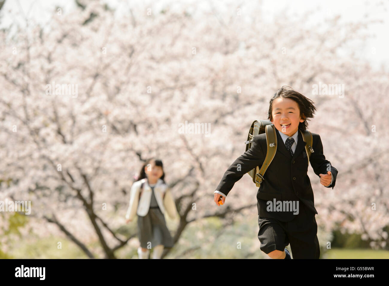 Japanese elementary school students and cherry blossoms Stock Photo - Alamy