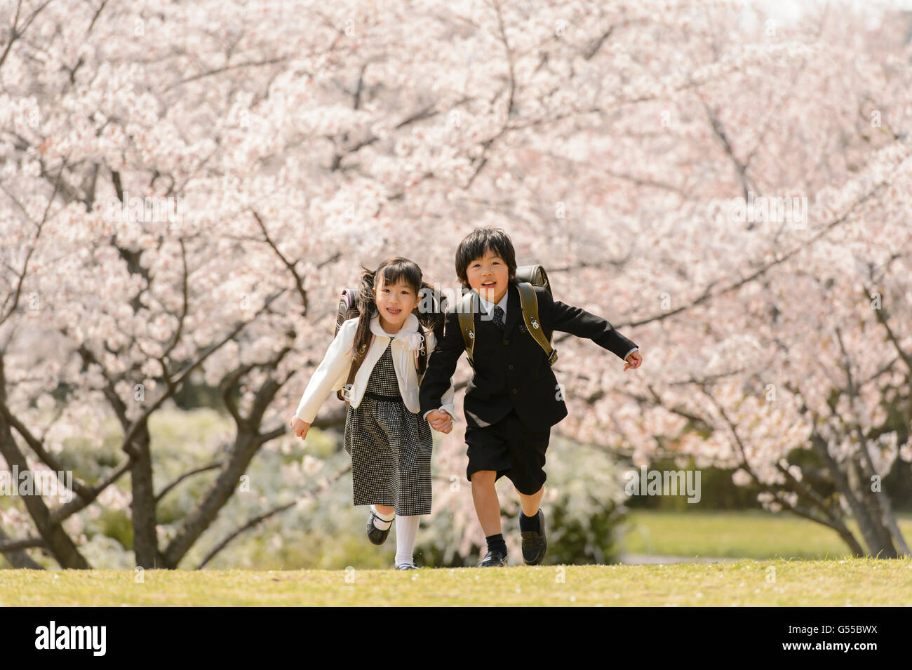 Japanese elementary school students and cherry blossoms Stock Photo - Alamy