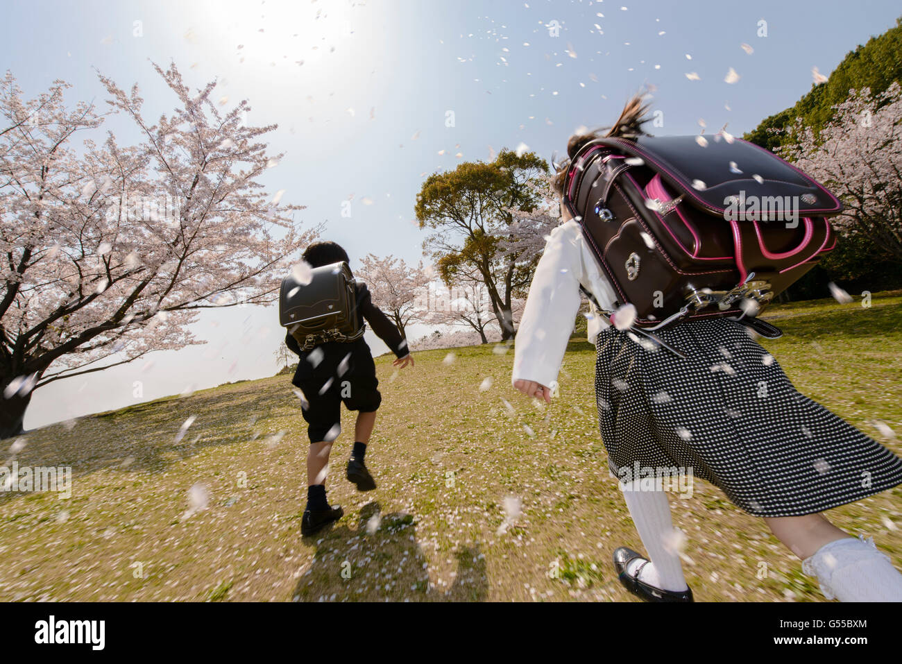 Japanese elementary school students and cherry blossoms Stock Photo - Alamy