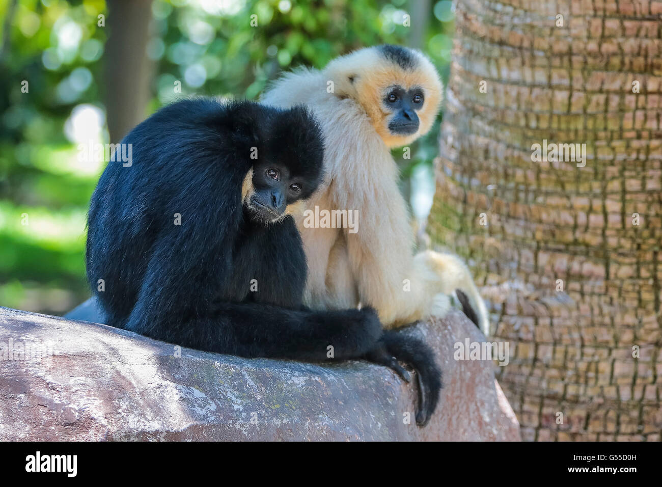Family Gibbons mate Stock Photo - Alamy
