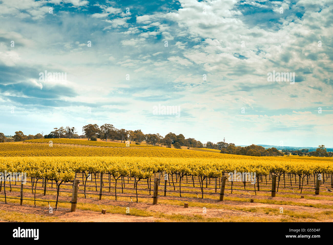 Picturesque wine valley in Barossa, South Australia. Color-toning ...