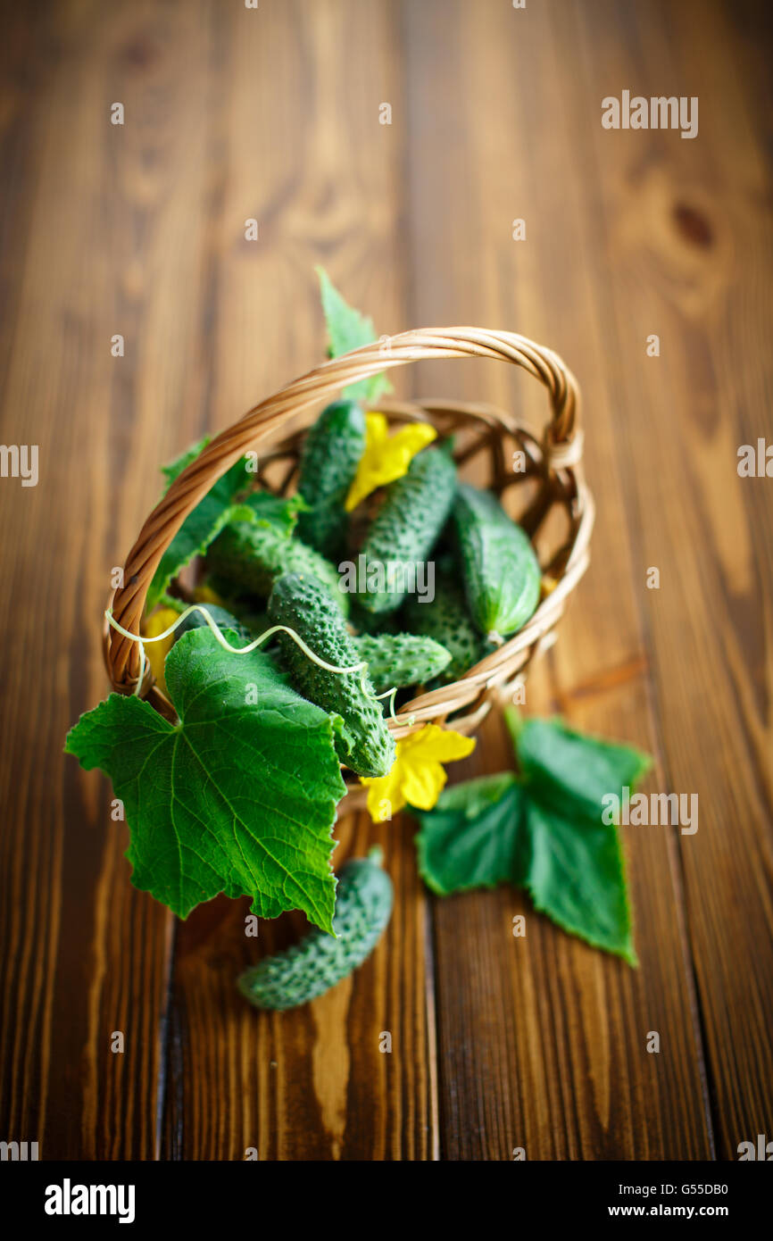 fresh organic cucumbers Stock Photo - Alamy