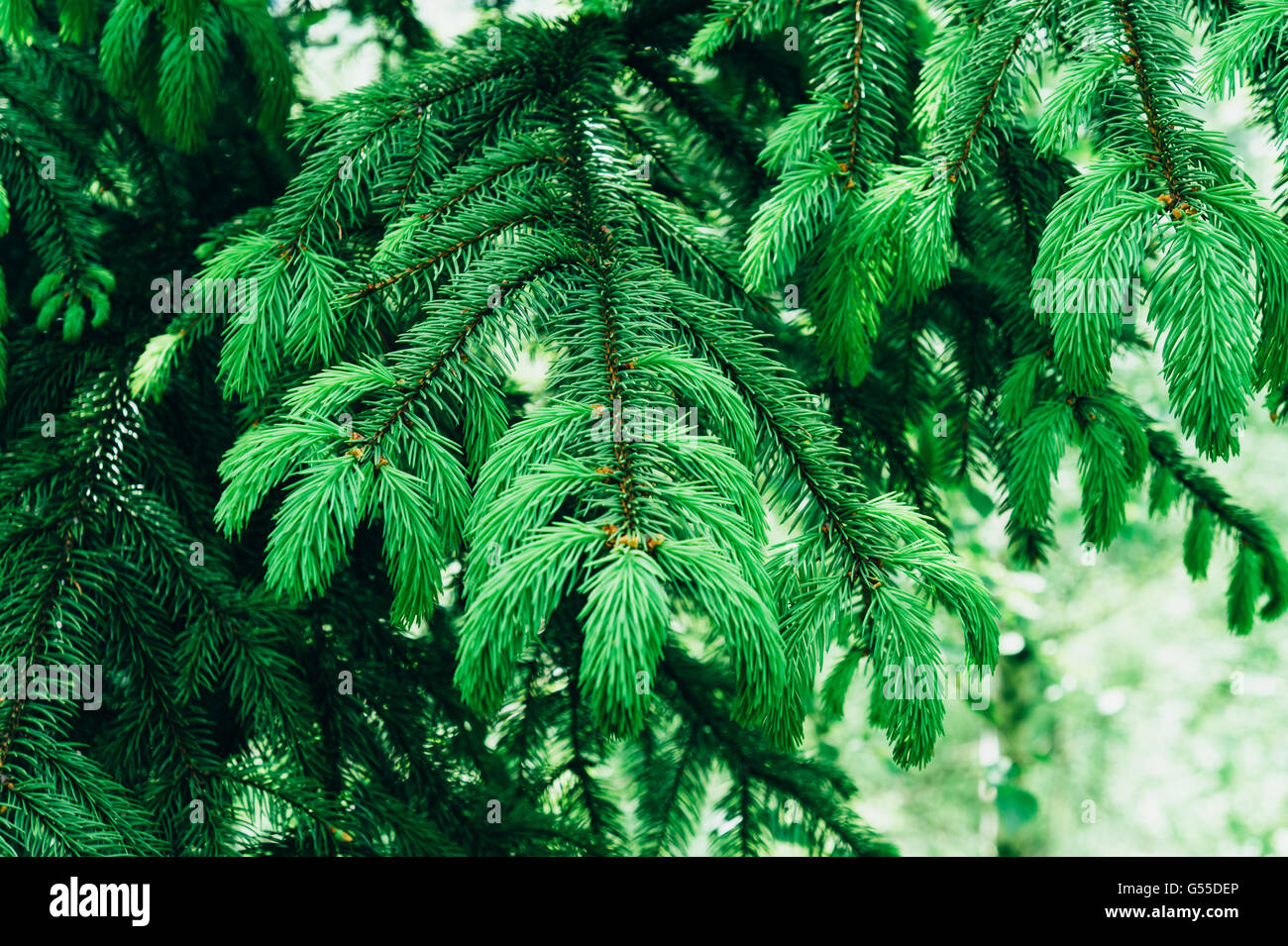 Dark green coniferous trees hi-res stock photography and images - Alamy