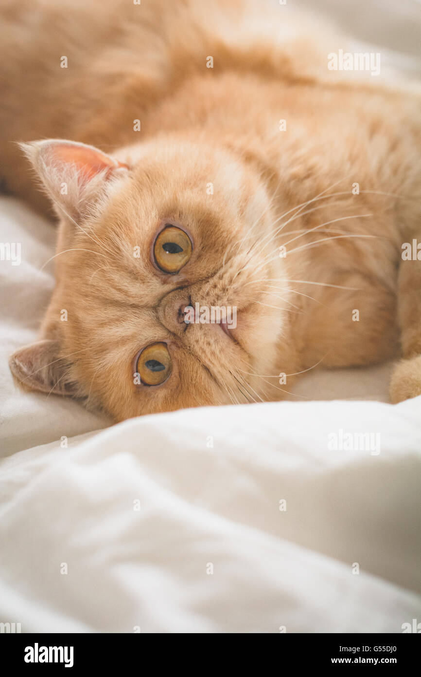 Red cat funny face hi-res stock photography and images - Alamy