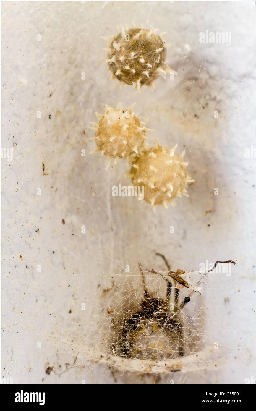 Thick spider silk hi-res stock photography and images - Alamy