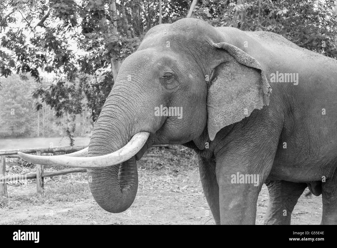 elephant head close up with rought skin surface, black and white tone ...