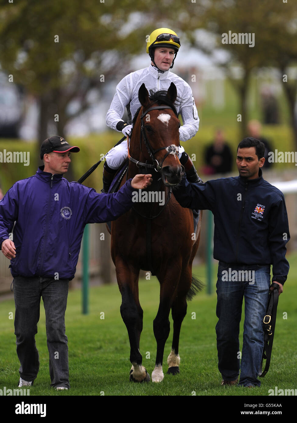 Frankel ridden by jockey tom queally at newmarket racecourse hi-res ...