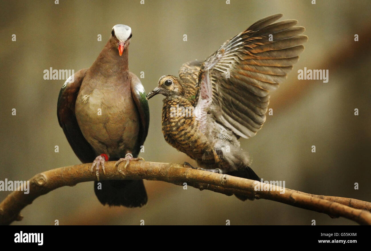 Birds at Edinburgh Zoo Stock Photo - Alamy