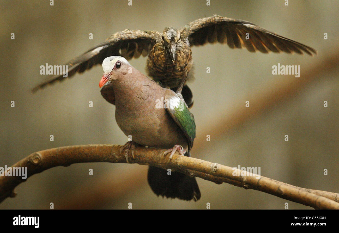 Birds at Edinburgh Zoo Stock Photo - Alamy