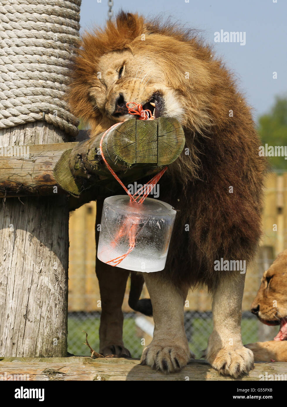 Dudley the lion attacks an ice ball put in the lion enclosure by staff ...