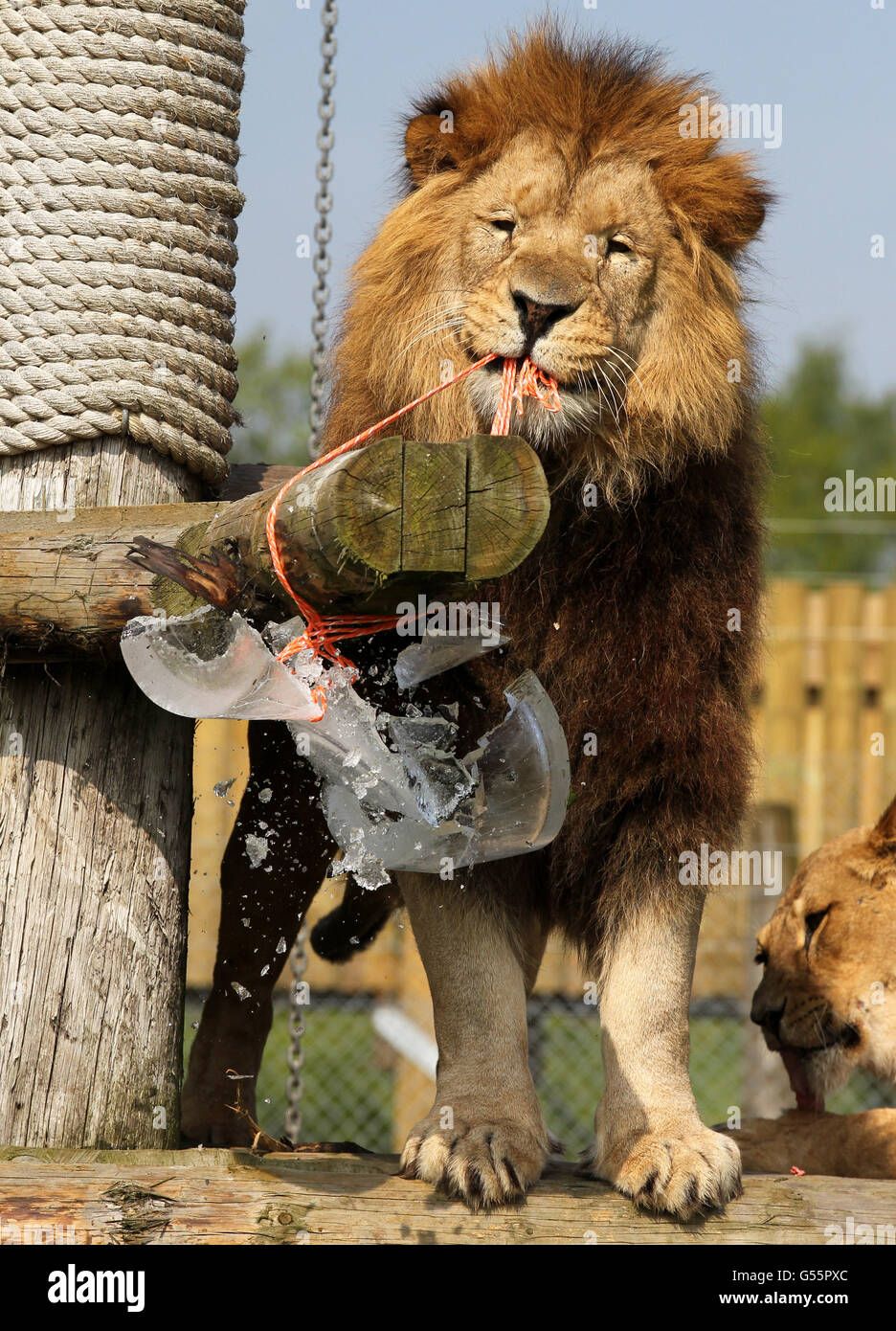 Dudley the lion attacks an ice ball put in the lion enclosure by staff ...