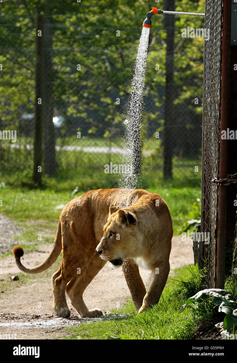 Lioness under water sprinkler staff blair drummond safari park hi-res ...