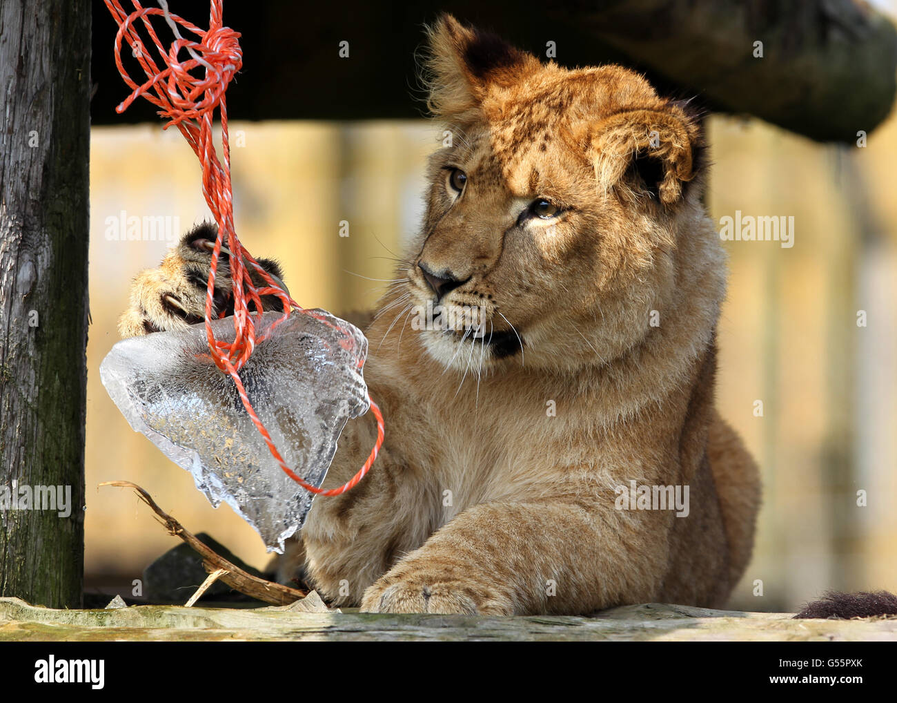 Libby the Lion cub licks a piece of ice from a broken ice ball which ...