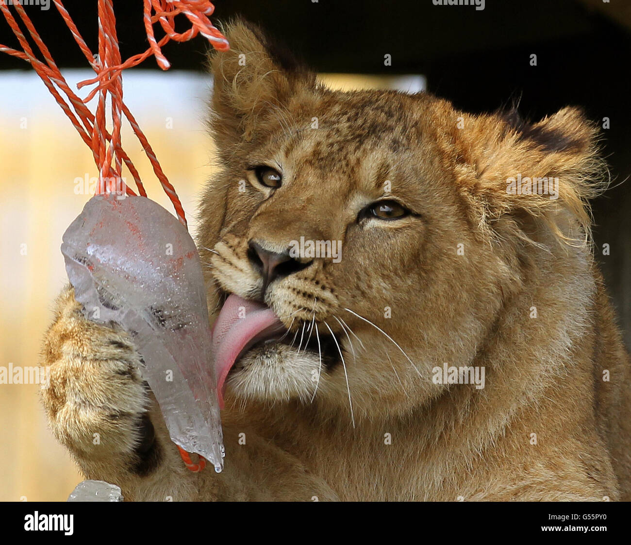 A lion cub blair drummond safari park hi-res stock photography and ...
