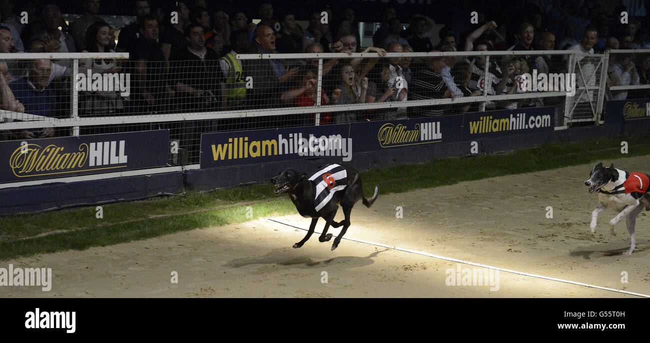 Blonde snapper wins william hill derby wimbledon greyhound stadium hi ...