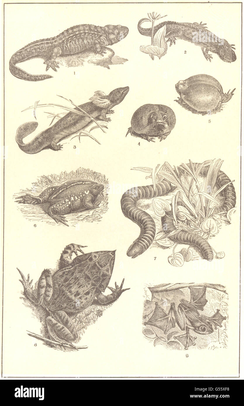 AMPHIBIANS:Salamander;E African,Mexican Toad;Amphisbaena;Horned,Flying ...
