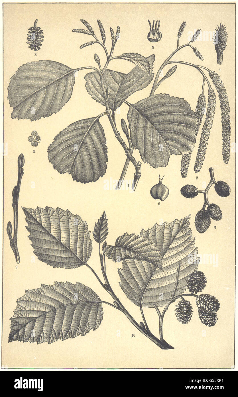 ALDER: Twig budding Catkins(Alnus glutinosa)Flower anther Stamen Fruit ...