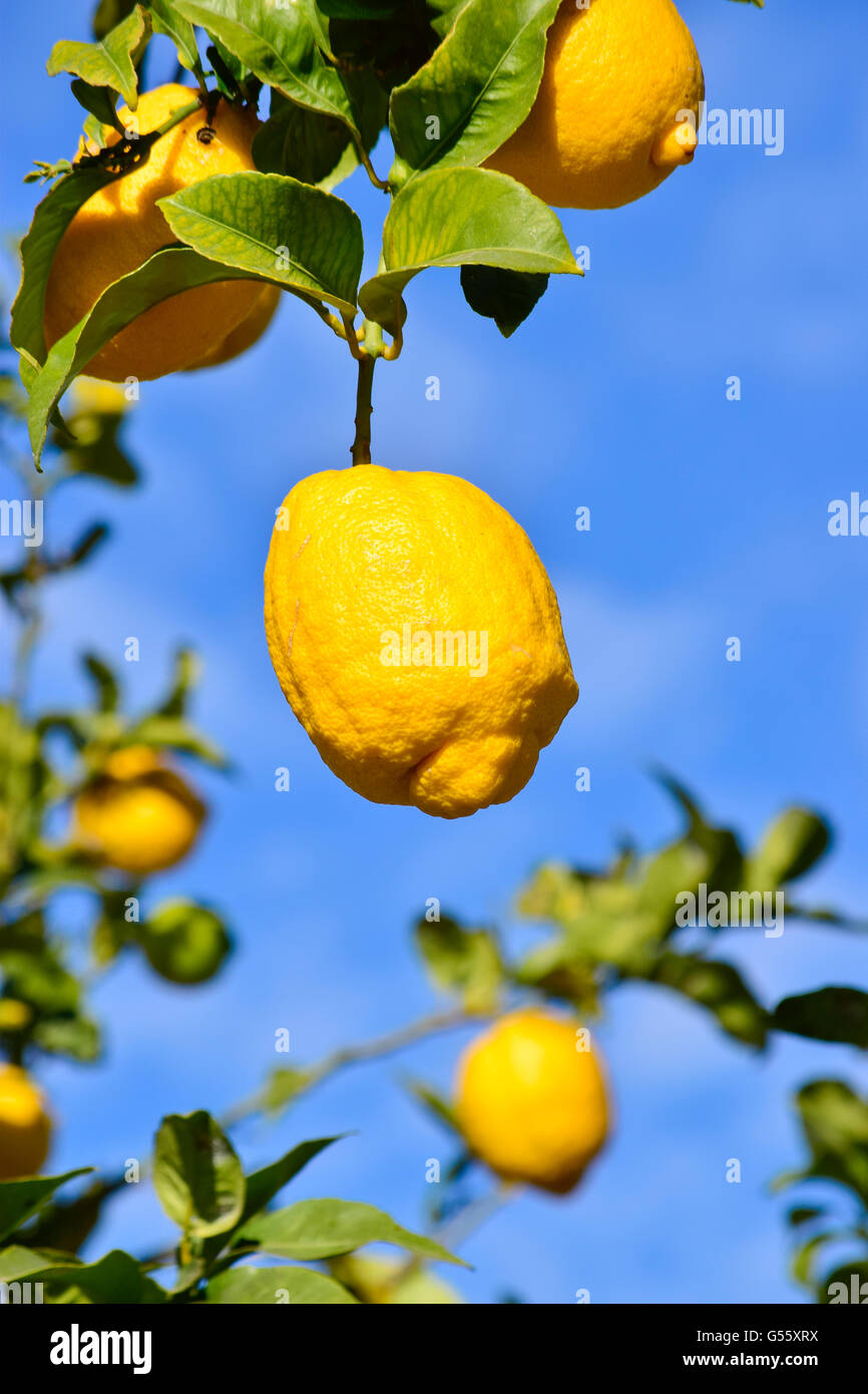 Fruiting lemon tree hi-res stock photography and images - Alamy