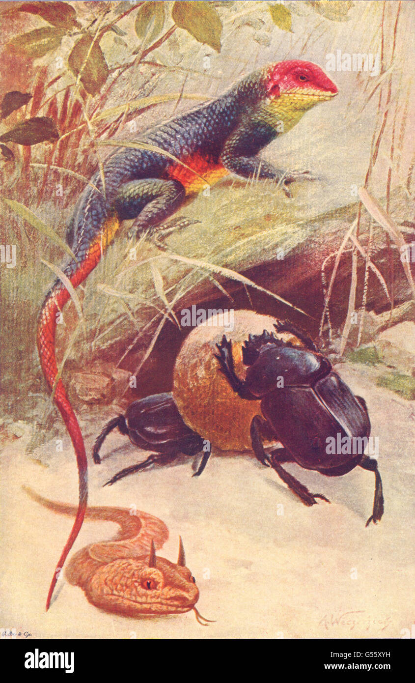 REPTILES: Lizard (Agama colonorum) Beetle (Ateuchus sacer) Horned Viper ...