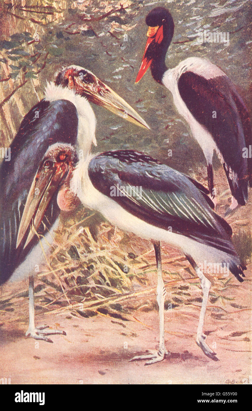MARIBOU STORK LEPTOPTILUS CRUMENIFER: African Jabirou Mycteria ...
