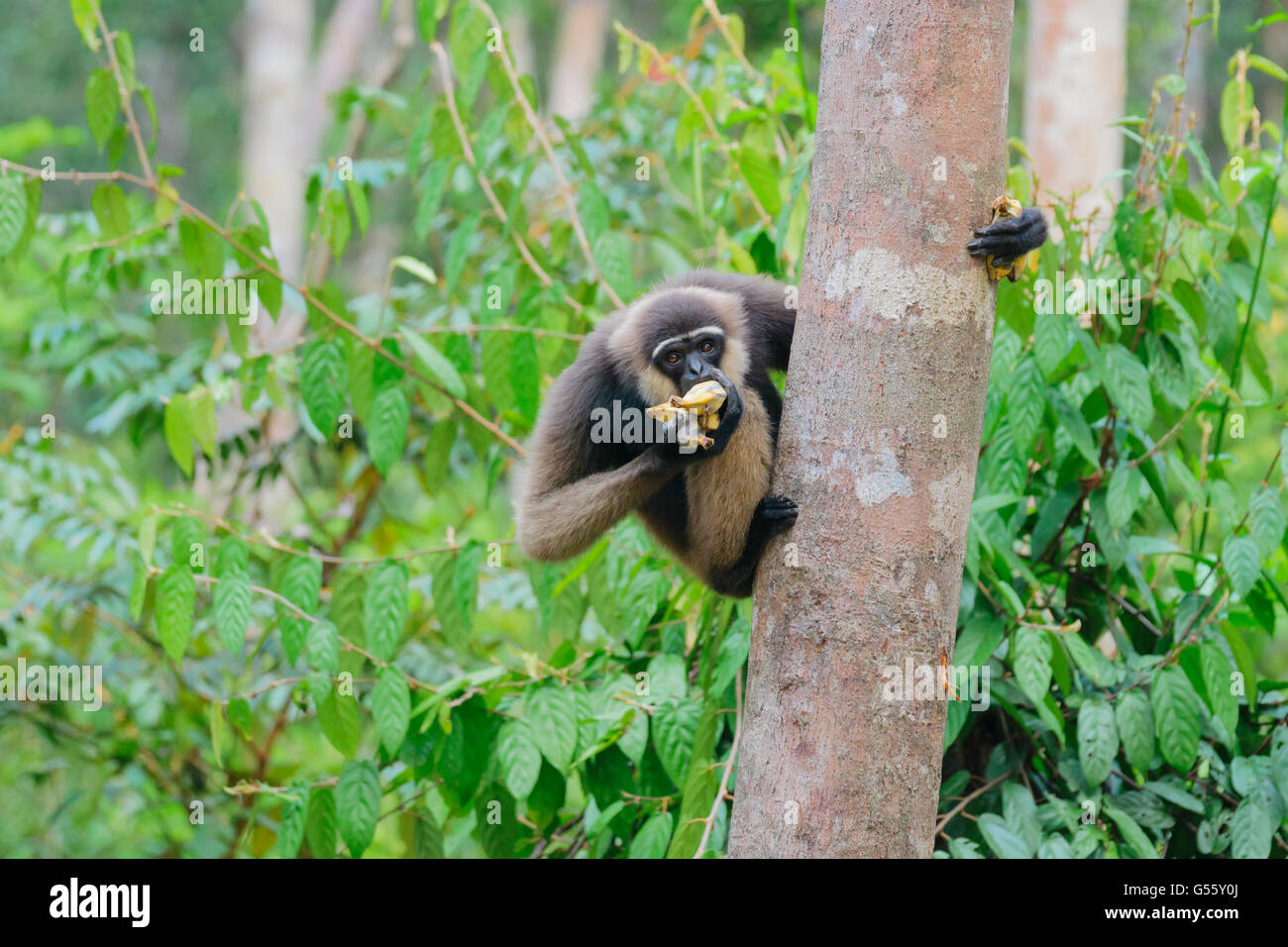 Indonesia, Kalimantan, Borneo, Kotawaringin Barat, Tanjung Puting ...