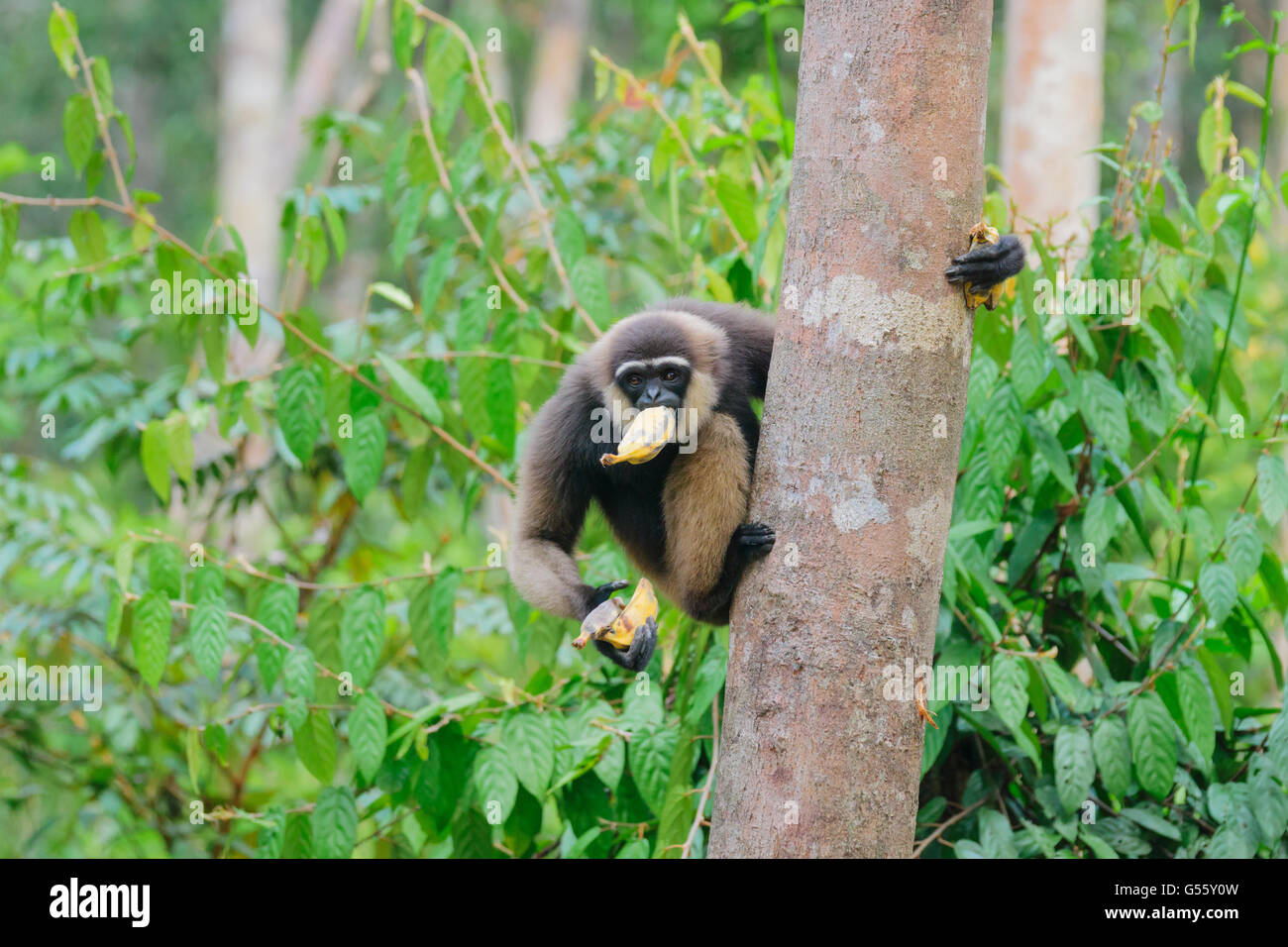 Indonesia, Kalimantan, Borneo, Kotawaringin Barat, Tanjung Puting ...