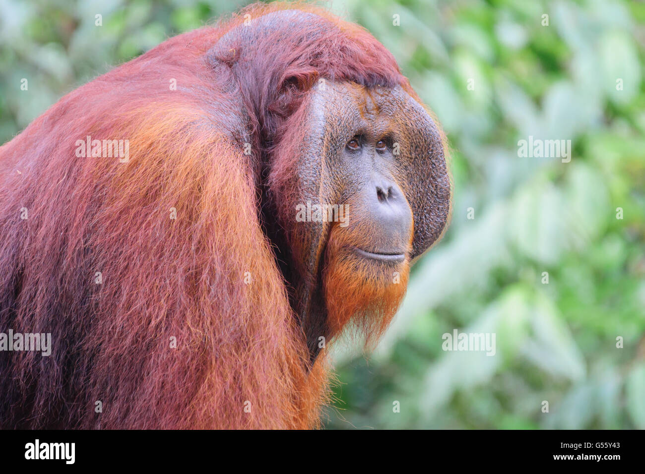Orangutan Face Shape