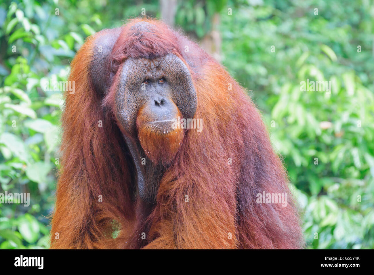 Indonesia, Kalimantan, Borneo, Kotawaringin Barat, Tanjung Puting ...