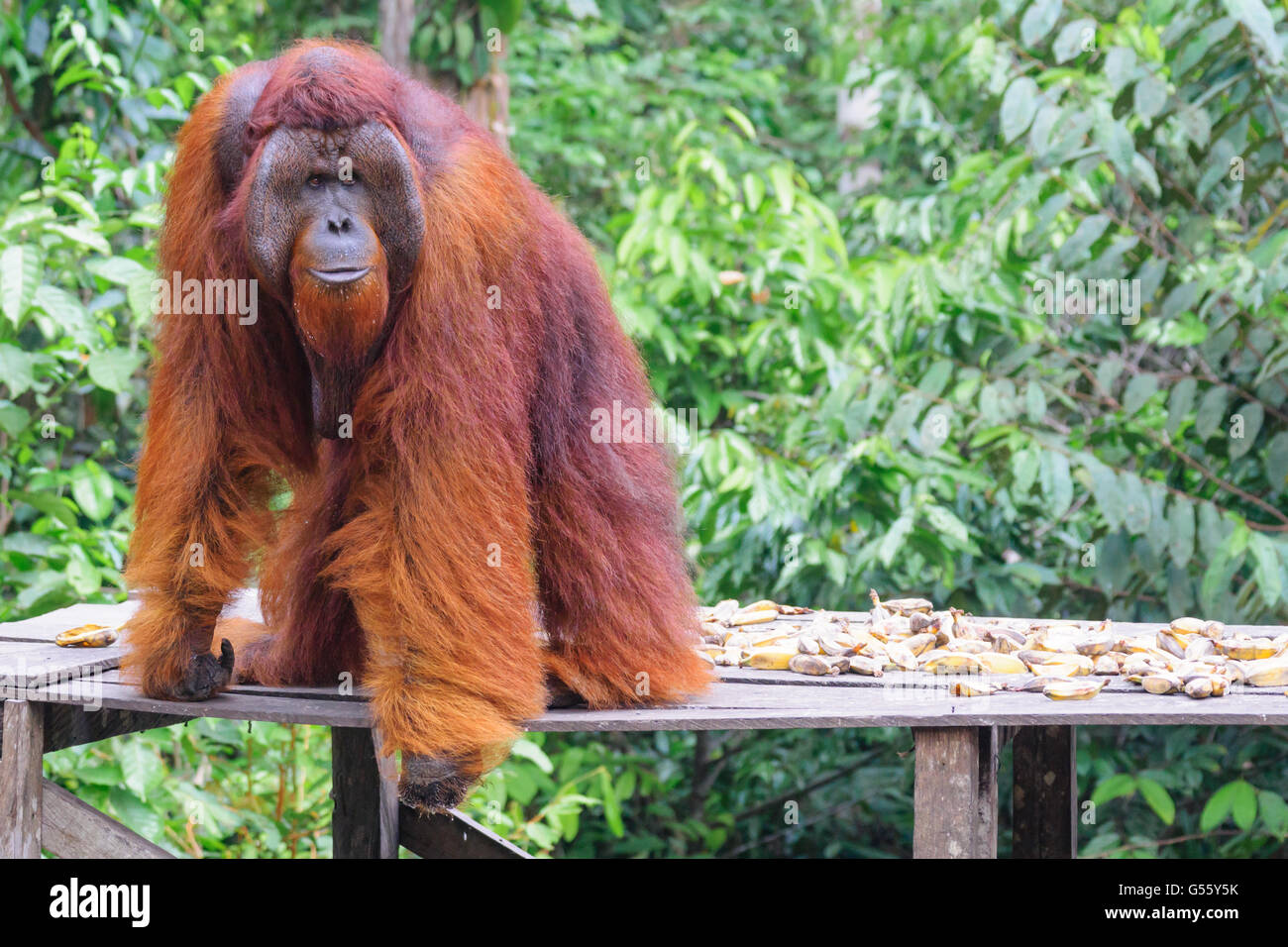 Pongo pygmaeus eat hi-res stock photography and images - Alamy