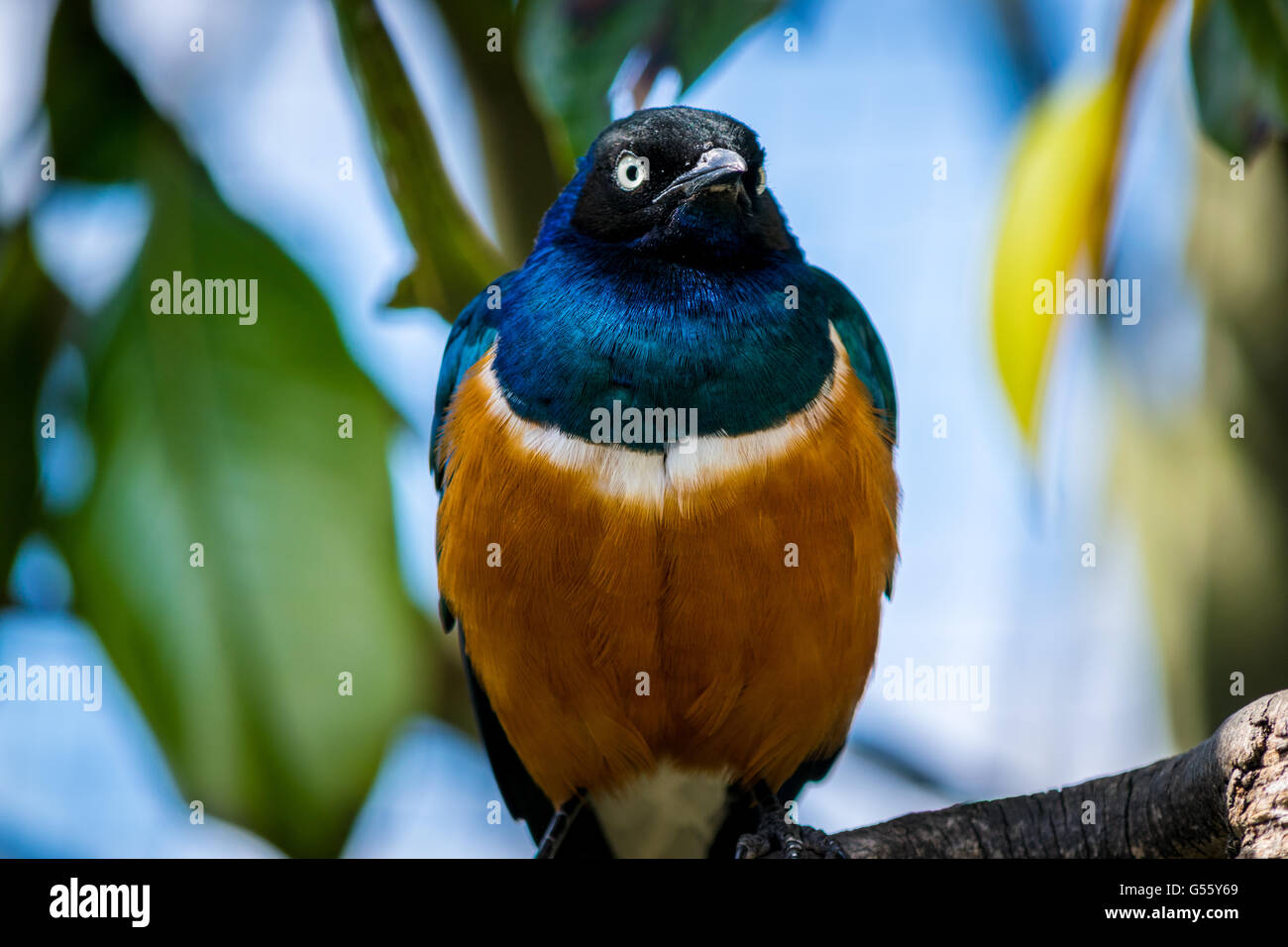 Bird london zoo hi-res stock photography and images - Alamy