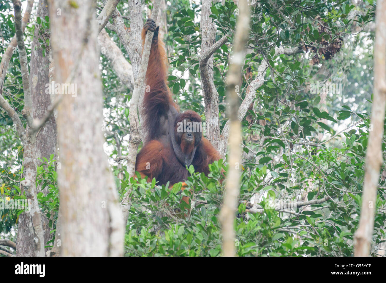 Indonesia, Kalimantan, Borneo, Kotawaringin Barat, Tanjung Puting ...