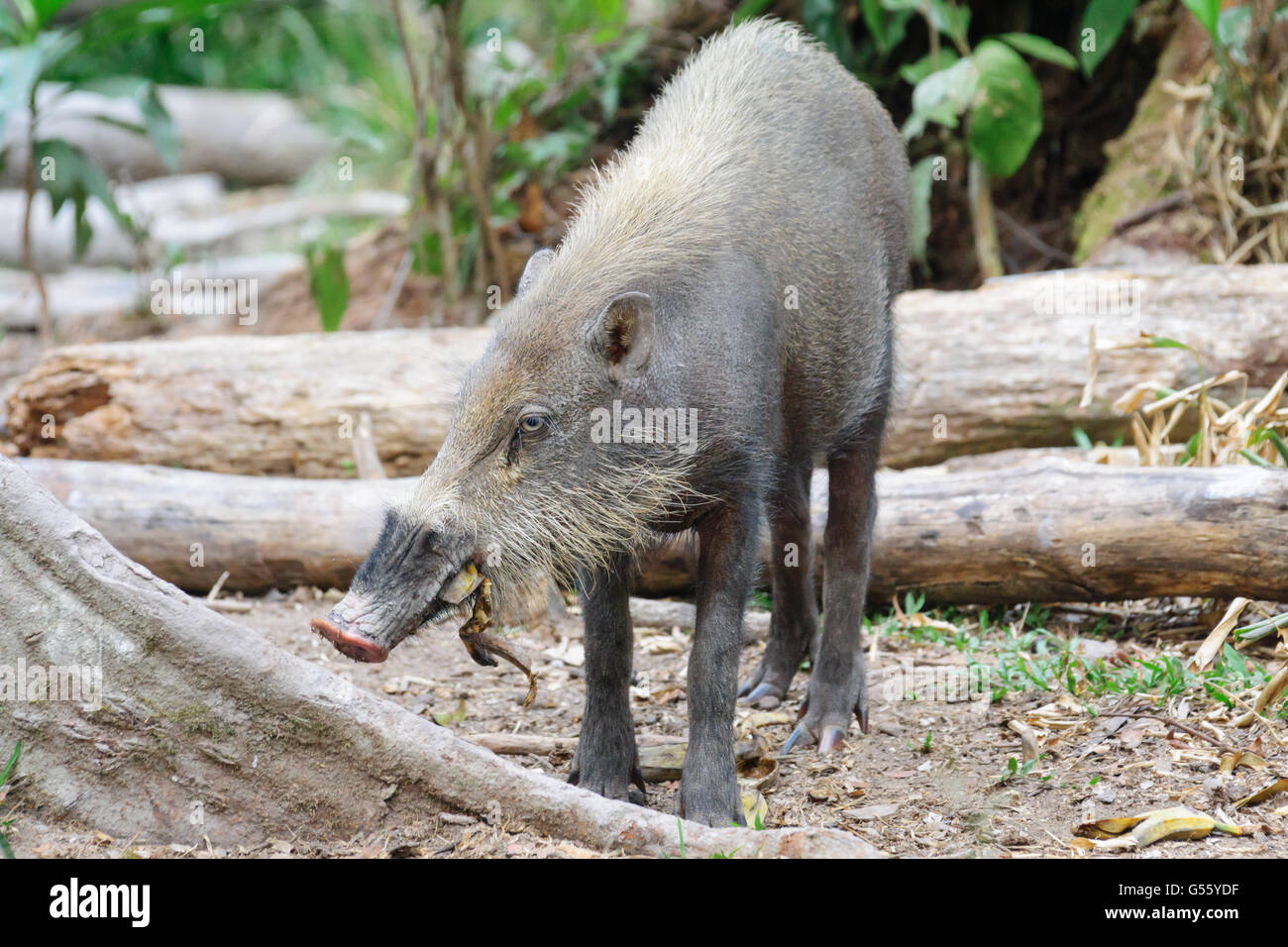 Pig trunks hi-res stock photography and images - Alamy