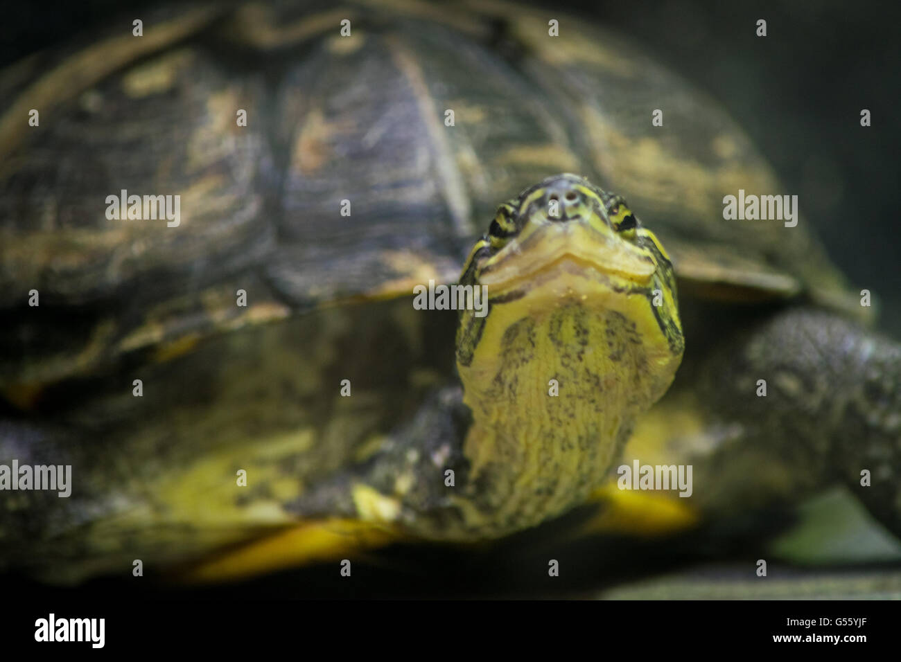 Turtle at London Zoo Stock Photo - Alamy