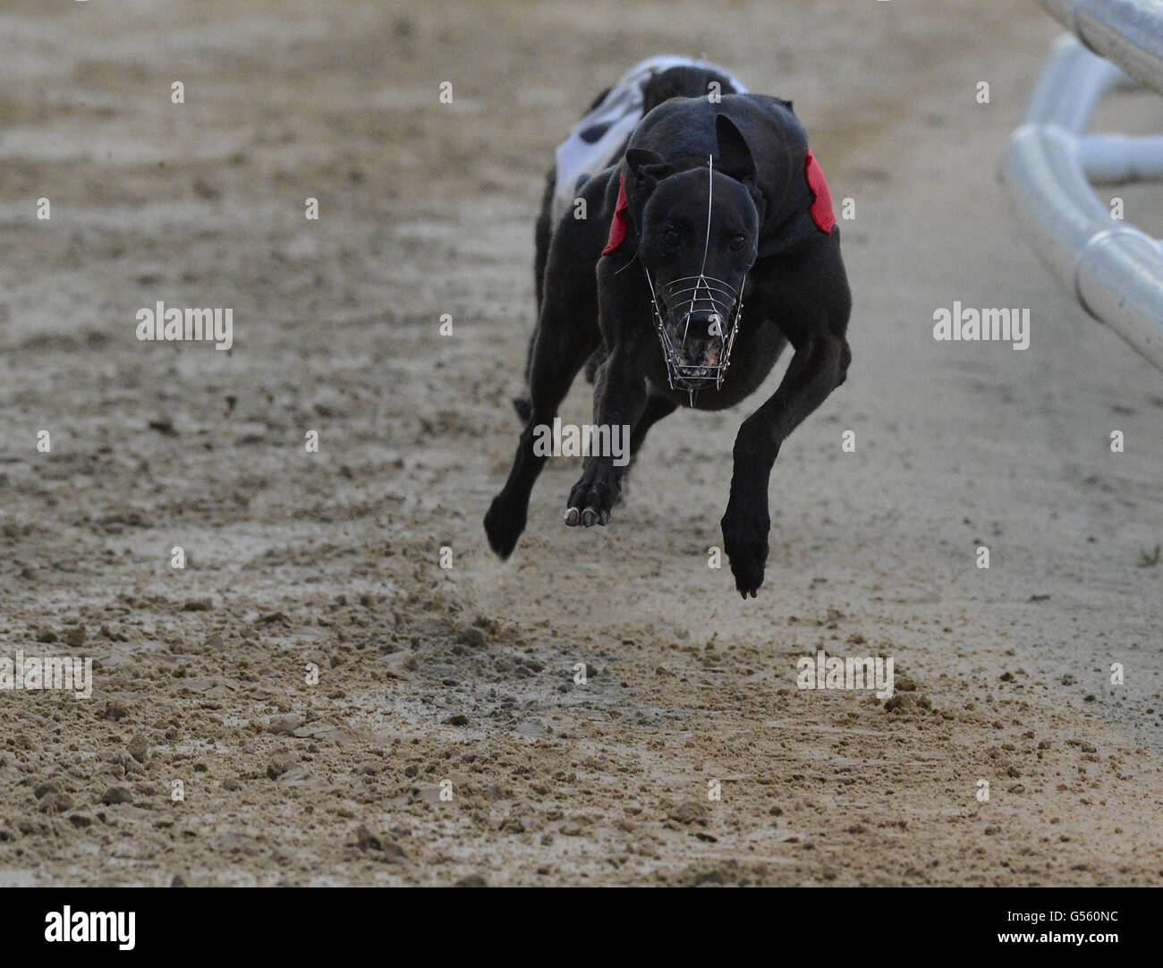 Greyhound Racing - William Hill.com Greyhound Derby - Third Round ...