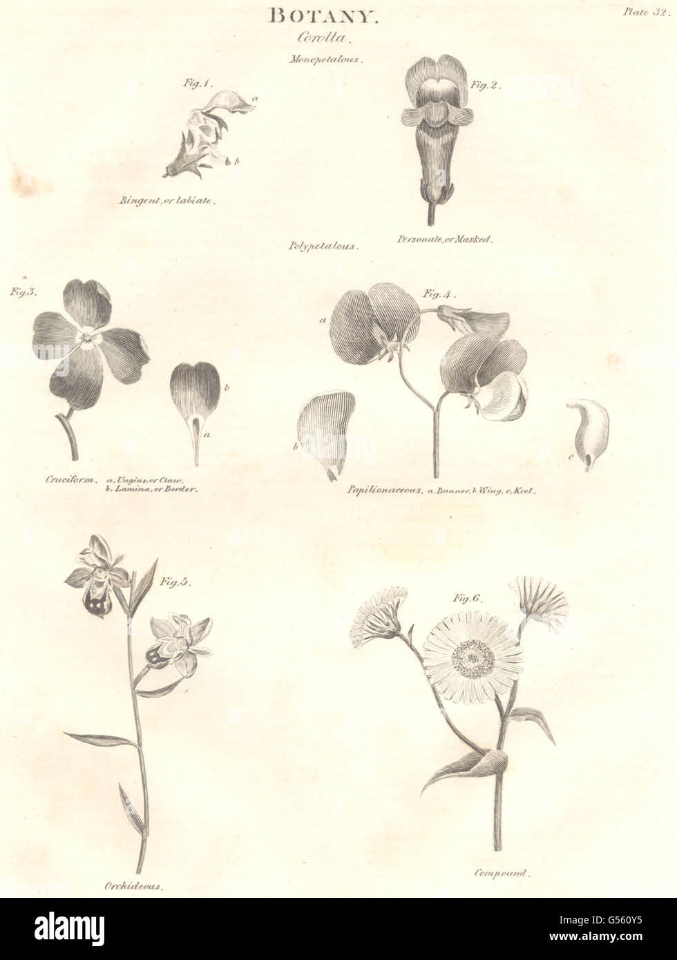 Papilionaceous hi-res stock photography and images - Alamy