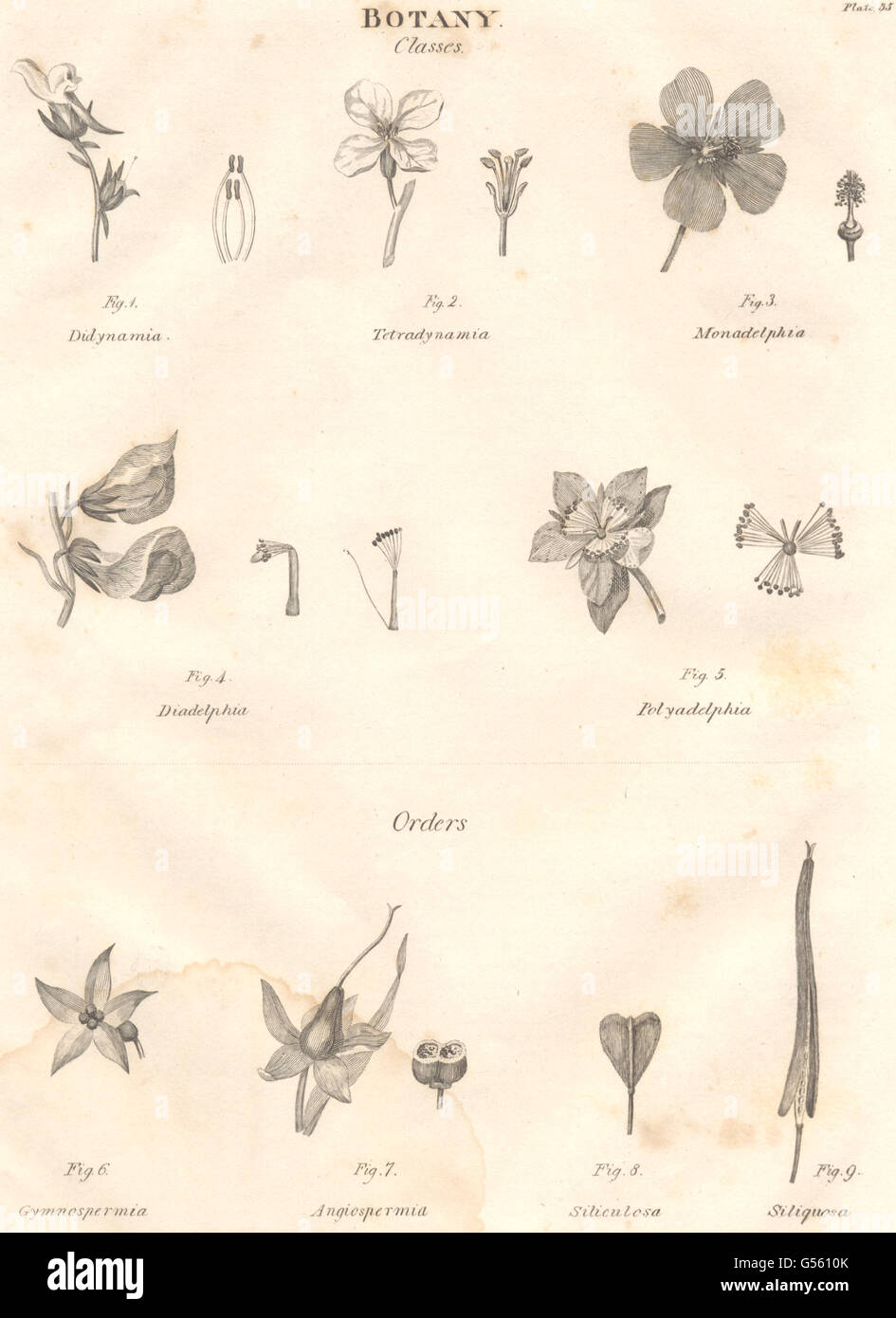 Tetradynamia hi-res stock photography and images - Alamy