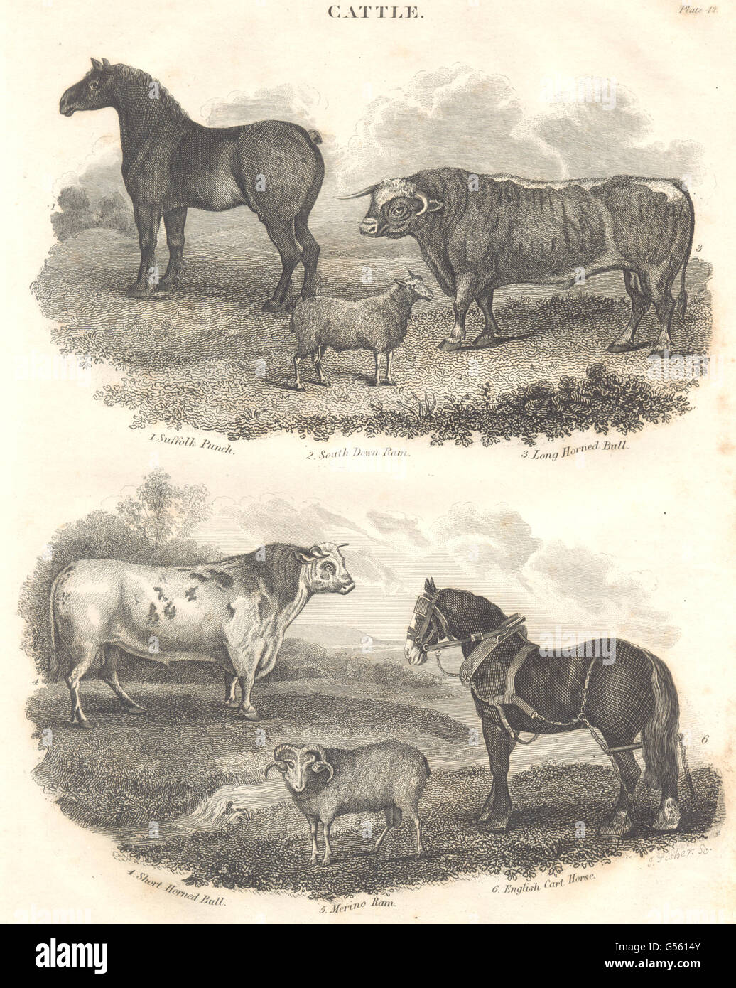 Farm animals horse hi-res stock photography and images - Alamy