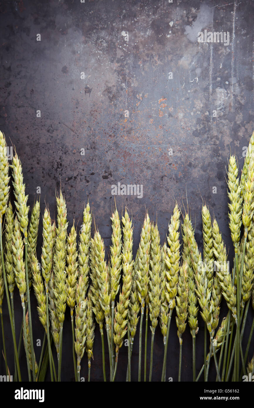 Green wheat ears on dark rusty background Stock Photo - Alamy