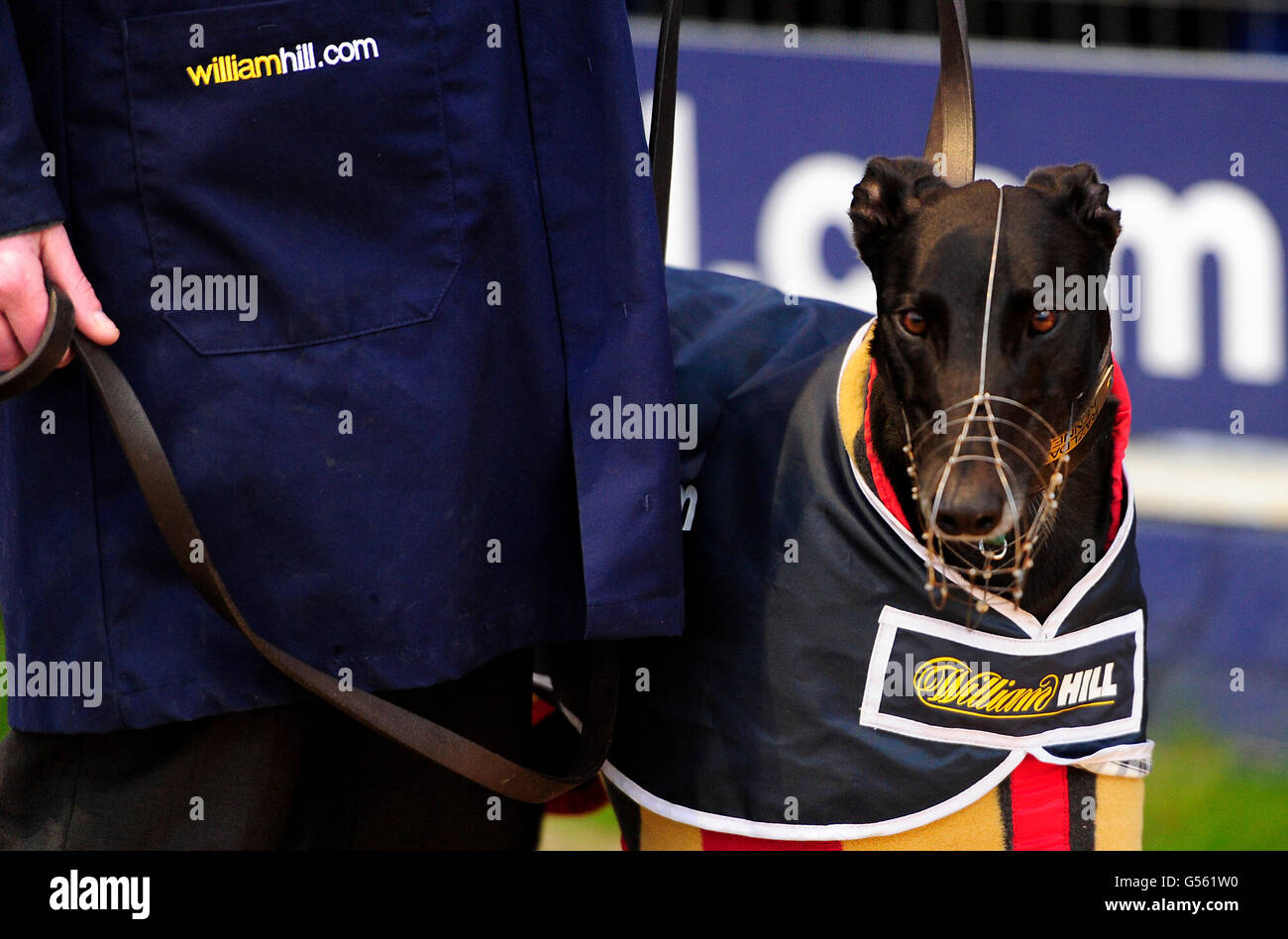 Dogs are paraded race at wimbledon stadium greyhound track hi-res stock ...